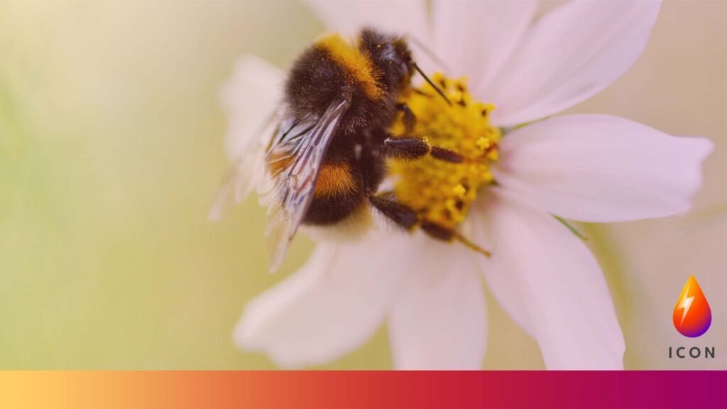 Free app allows people to count pollinators in their gardens and green ...