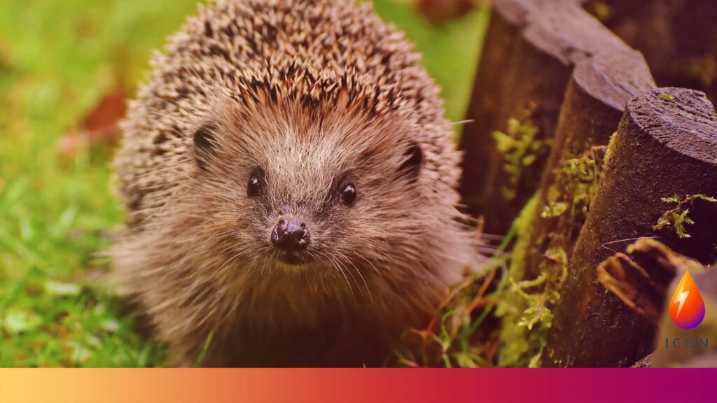 Schools, colleges and universities awarded for their hedgehog-friendly ...